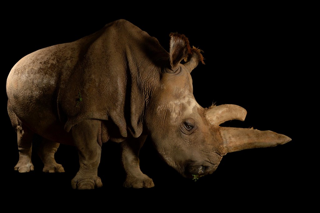 With another white rhino death species near complete extinction as only ...