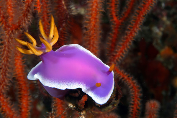Crazy underwater world of Sea-Slugs in pictures - Planet Custodian