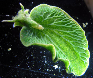 Crazy underwater world of Sea-Slugs in pictures - Planet Custodian