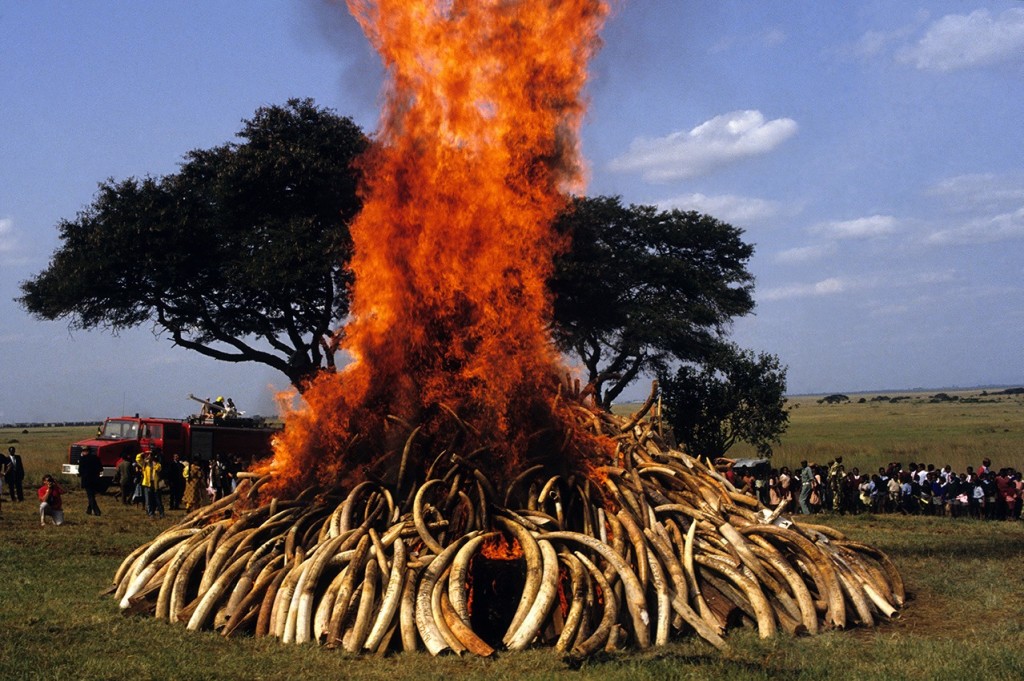 World Elephant Day 2015 celebration in pictures - Planet Custodian