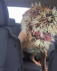[NSFL] Why Not To Let Your Dog Mess with Porcupines, Ever?