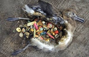 Plastic Pollution Threatens Survival of Seabirds - Study Finds