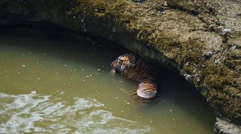 Injured Tiger Dies in Chandrapur After Getting Trapped in River Rocks