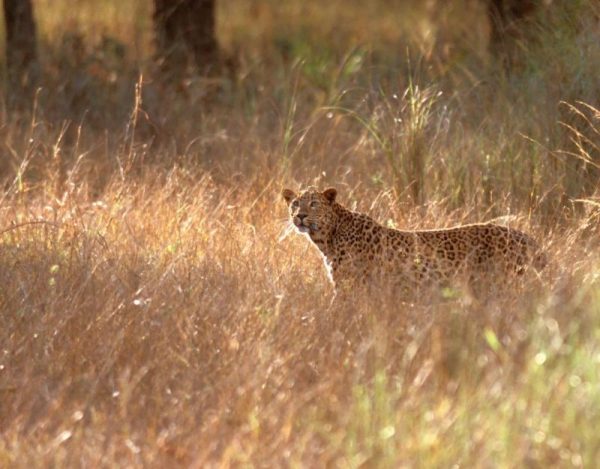 26 Most Important Wildlife Corridors in the World