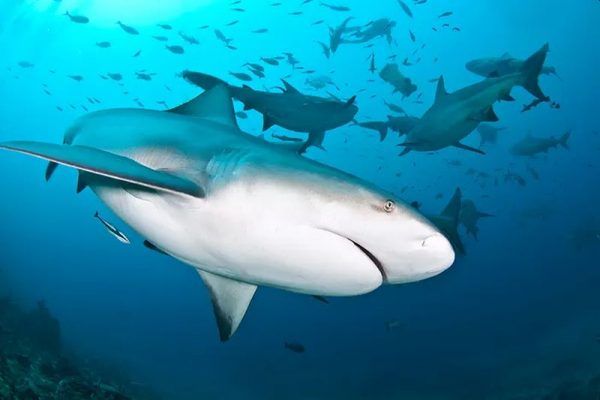 26 Most Important Wildlife Corridors in the World