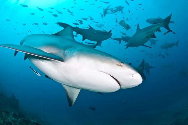 26 Most Important Wildlife Corridors in the World