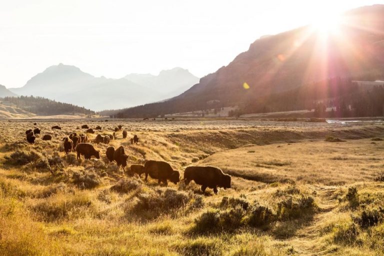 Yellowstone National Park Ecosystem is Threatened by Climate Change