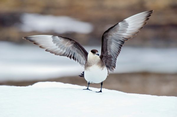 Creatures of Arctic: Animals Thriving in the Frigid Tundra of Arctic Circle