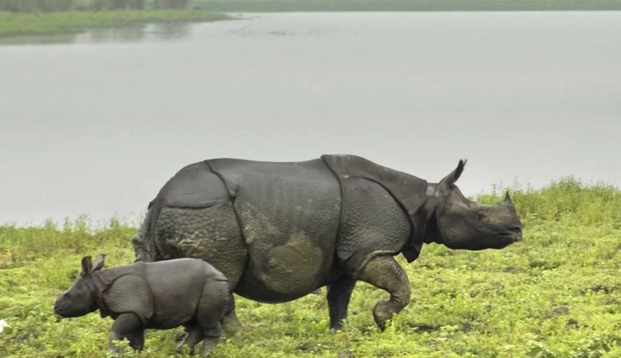 Wildlife Sanctuaries Across the World are Saving Endangered Species