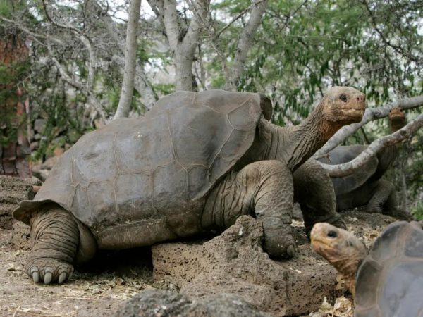 Wildlife Sanctuaries Across the World are Saving Endangered Species