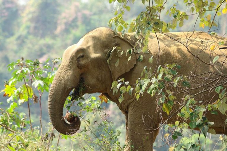 Wildlife Sanctuaries Across the World are Saving Endangered Species