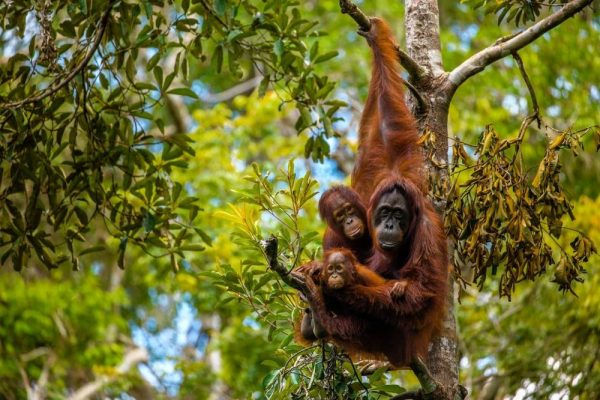 Wildlife Sanctuaries Across the World are Saving Endangered Species