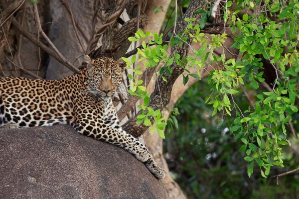 Breathtaking Photographs of Majestic Big Five of Africa