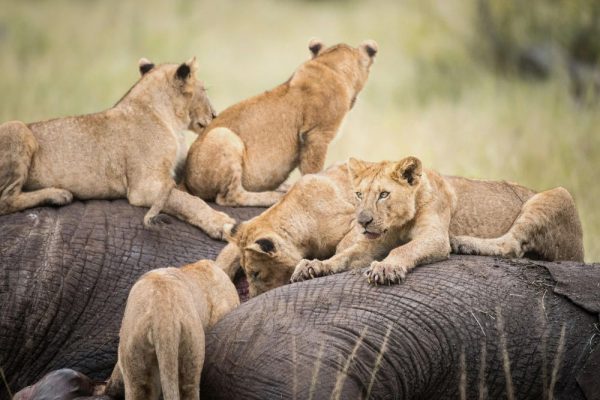 Breathtaking Photographs of Majestic Big Five of Africa