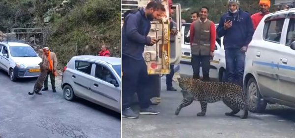 Video of a Wild Leopard Interacting with Humans Leaves People Confused