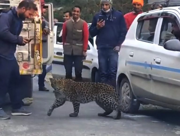 Video of a Wild Leopard Interacting with Humans Leaves People Confused