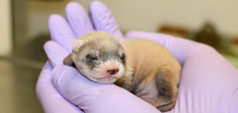 Meet Elizabeth Anne - World’s First Cloned Black-Footed Ferret