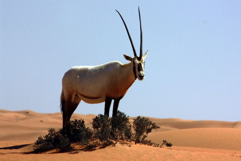 Amazing Desert Animals Surviving in Barren and Arid Landscapes