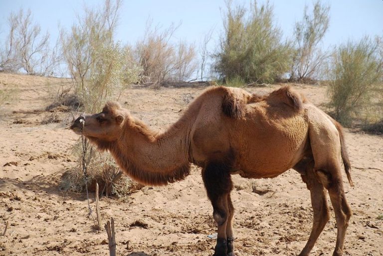 Amazing Desert Animals Surviving in Barren and Arid Landscapes
