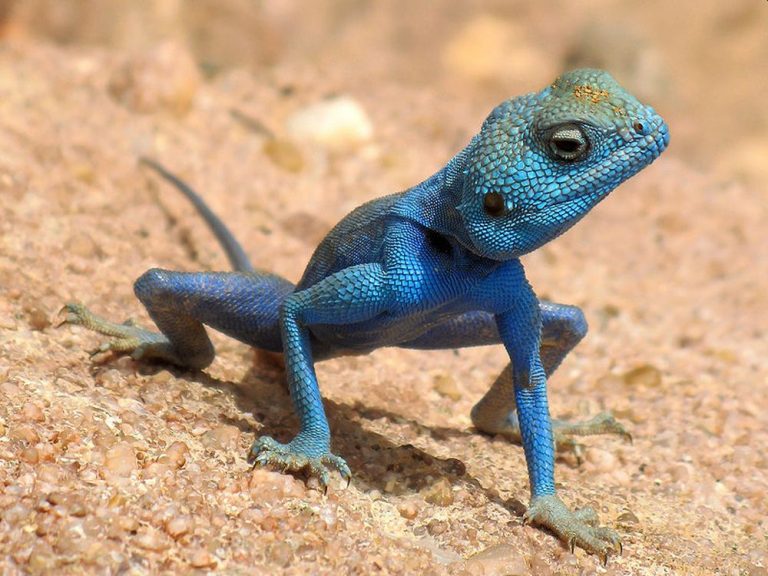 Amazing Desert Animals Surviving in Barren and Arid Landscapes