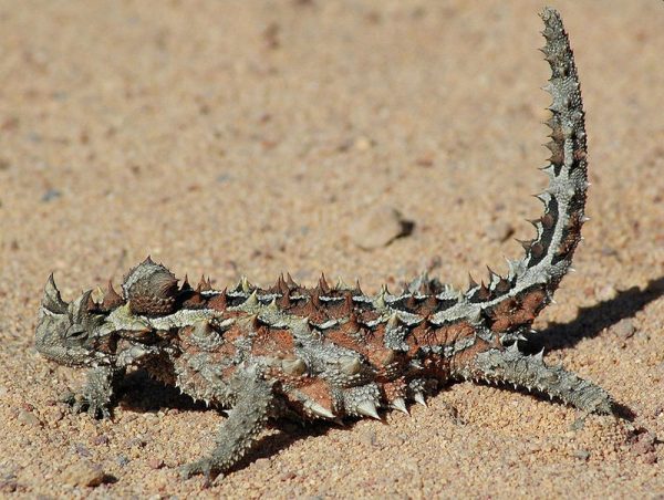 Amazing Desert Animals Surviving in Barren and Arid Landscapes