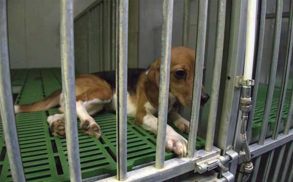 Animal Cruelty Footage Leads to Ban on Animal Testing in Spanish Lab