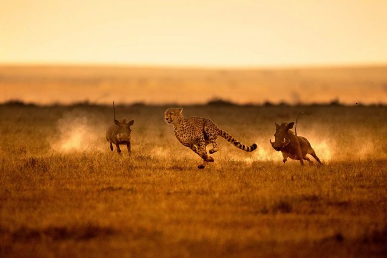 Majestic Animals in Their Natural Environment (In Pictures)