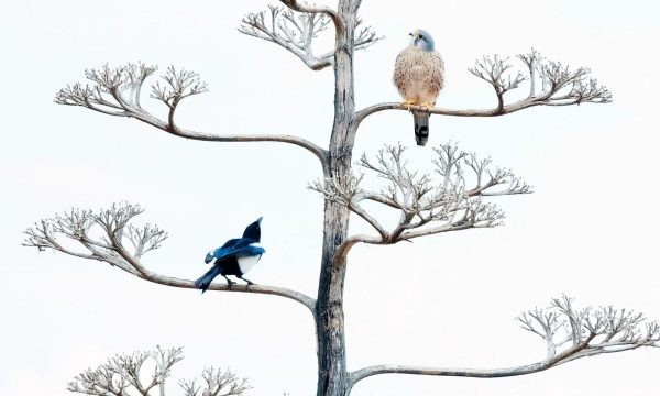 Majestic Animals in Their Natural Environment (In Pictures)