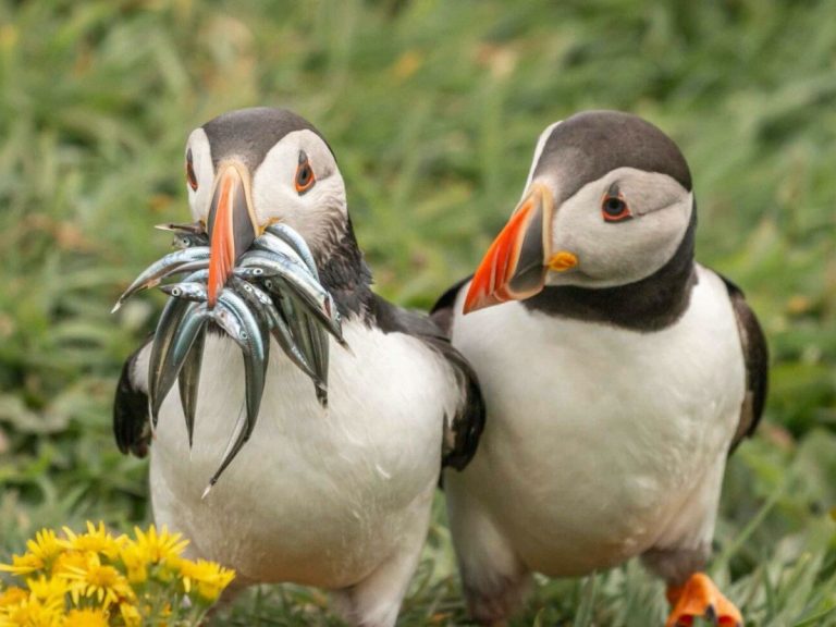 Majestic Animals in Their Natural Environment (In Pictures)