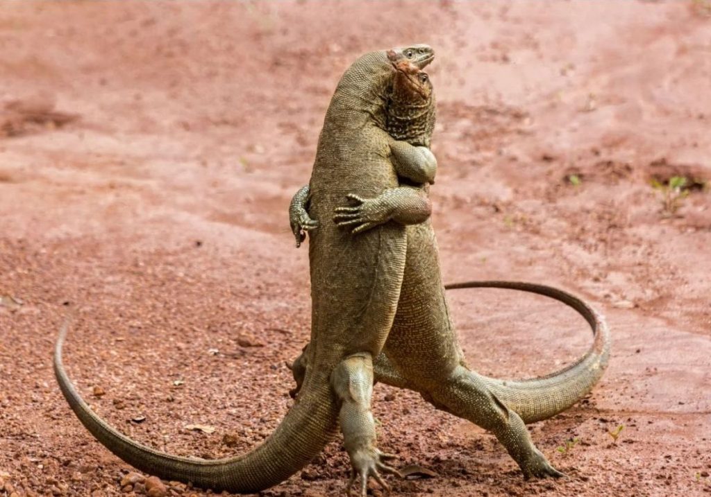 Love is in the Air: 20+ Beautiful Pictures of Animals in Love