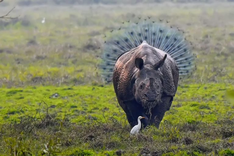 Majestic Animals in Their Natural Environment (In Pictures)