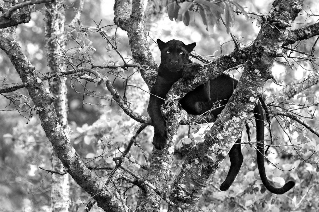 Majestic Animals in Their Natural Environment (In Pictures)