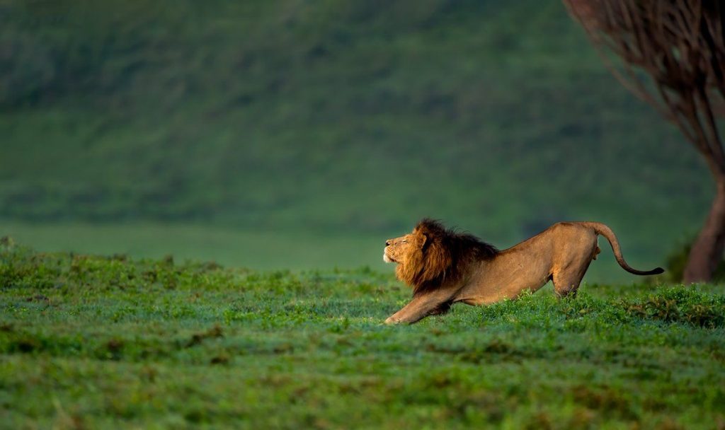 Majestic Animals in Their Natural Environment (In Pictures)