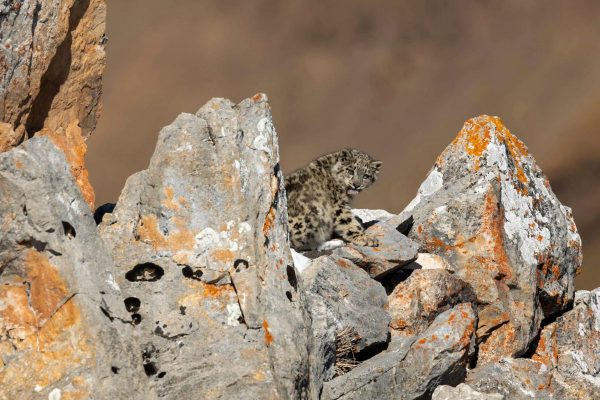 Majestic Animals in Their Natural Environment (In Pictures)