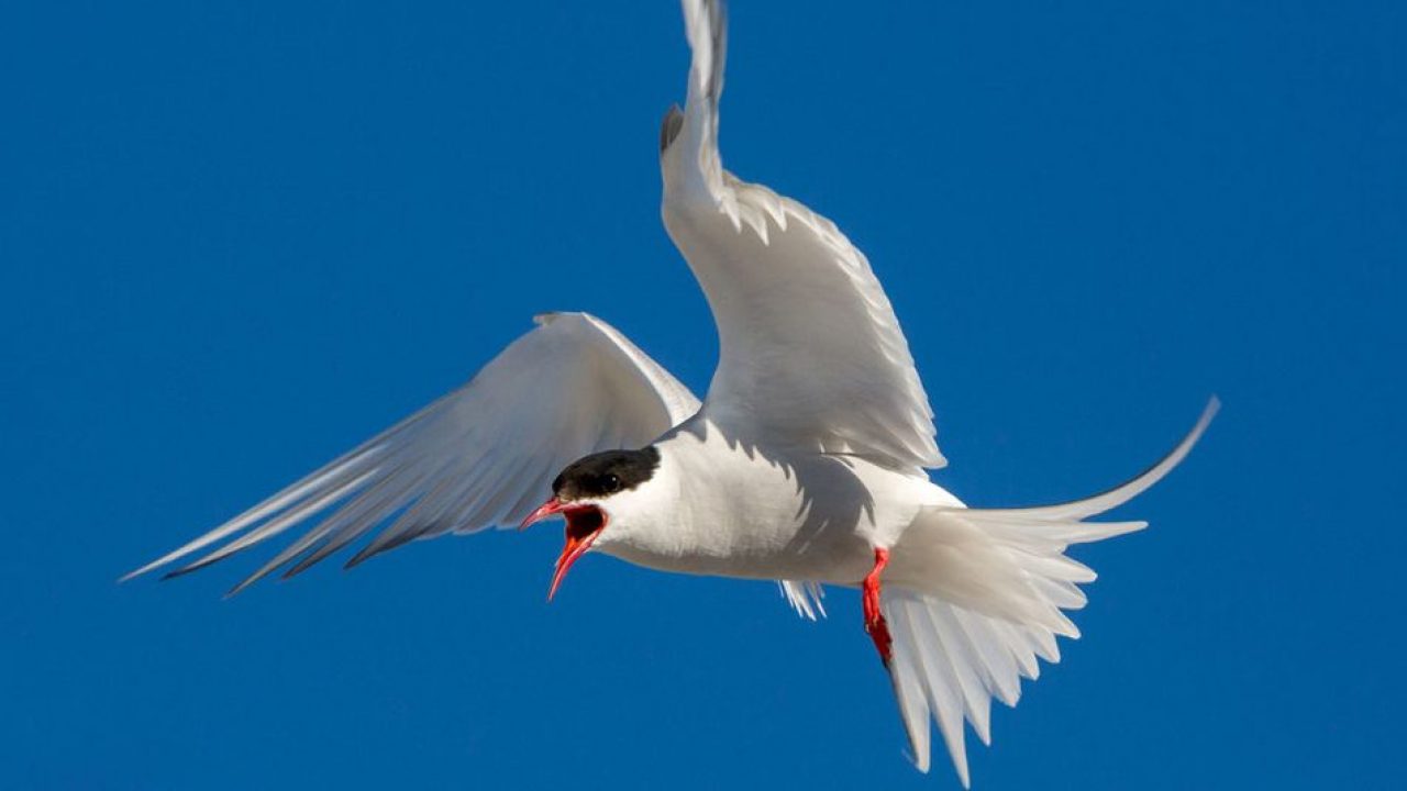 Arctic Tern Bird