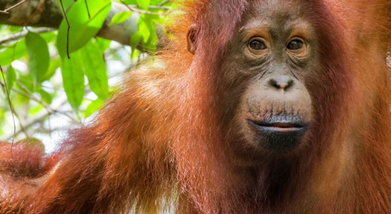 25 Endangered Animals that are on Brink of Extinction