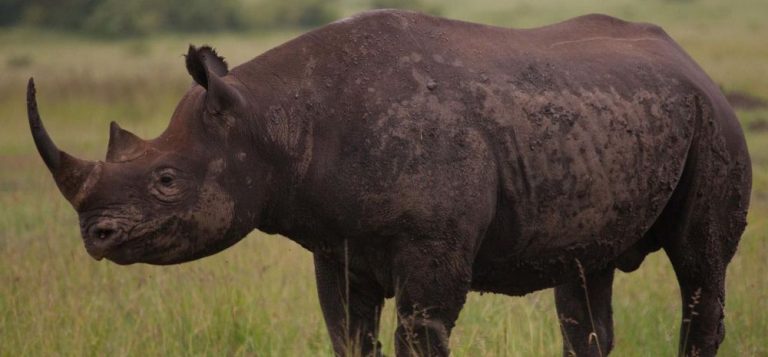 25 Endangered Animals that are on Brink of Extinction