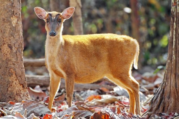 25 Endangered Animals that are on Brink of Extinction