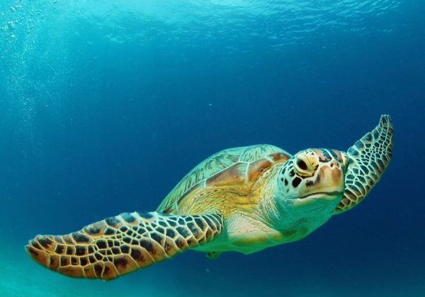 25 Endangered Animals that are on Brink of Extinction