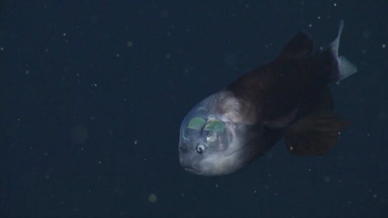 Rare Footage of Barreleye - Strange Fish with Transparent Head