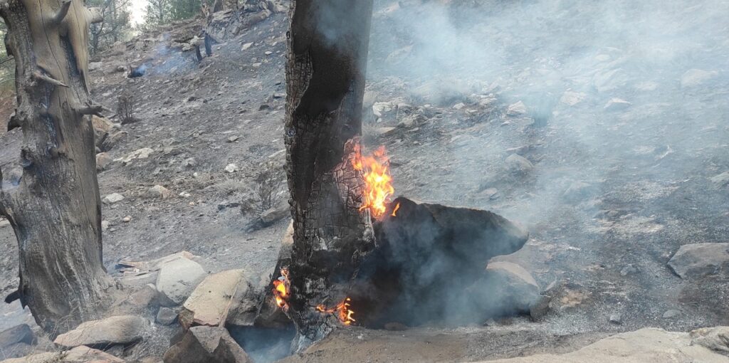 Forest Fire in Himachal’s Kinnaur Devours Chilgoza Trees and Other Flora