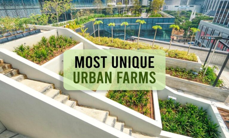 5 Most Unique Urban Farms Around the World