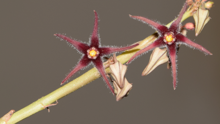 Plant Species Believed to be Extinct Spotted Again in Himachal Pradesh