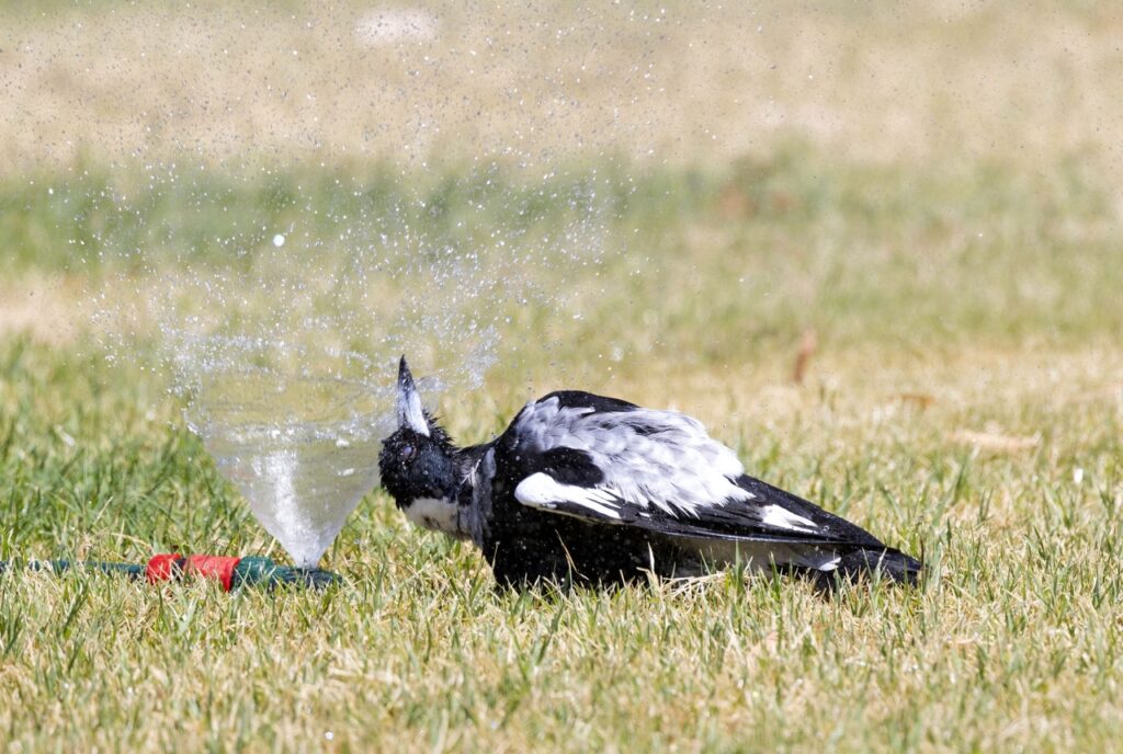 Best of Australian Geographic Nature Photographer of Year 2022