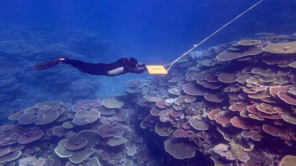 Great Barrier Reef Shows Signs of Recovery, But for How Long?