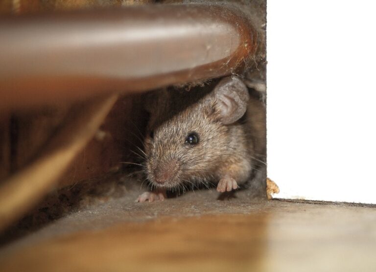 What is a Mud House? Pros and Cons of Mud Houses