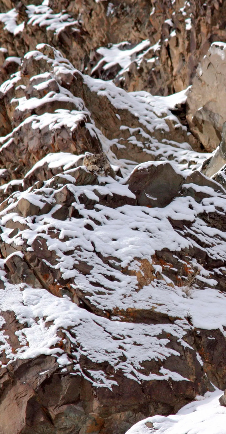 Snow Leopard Camouflage