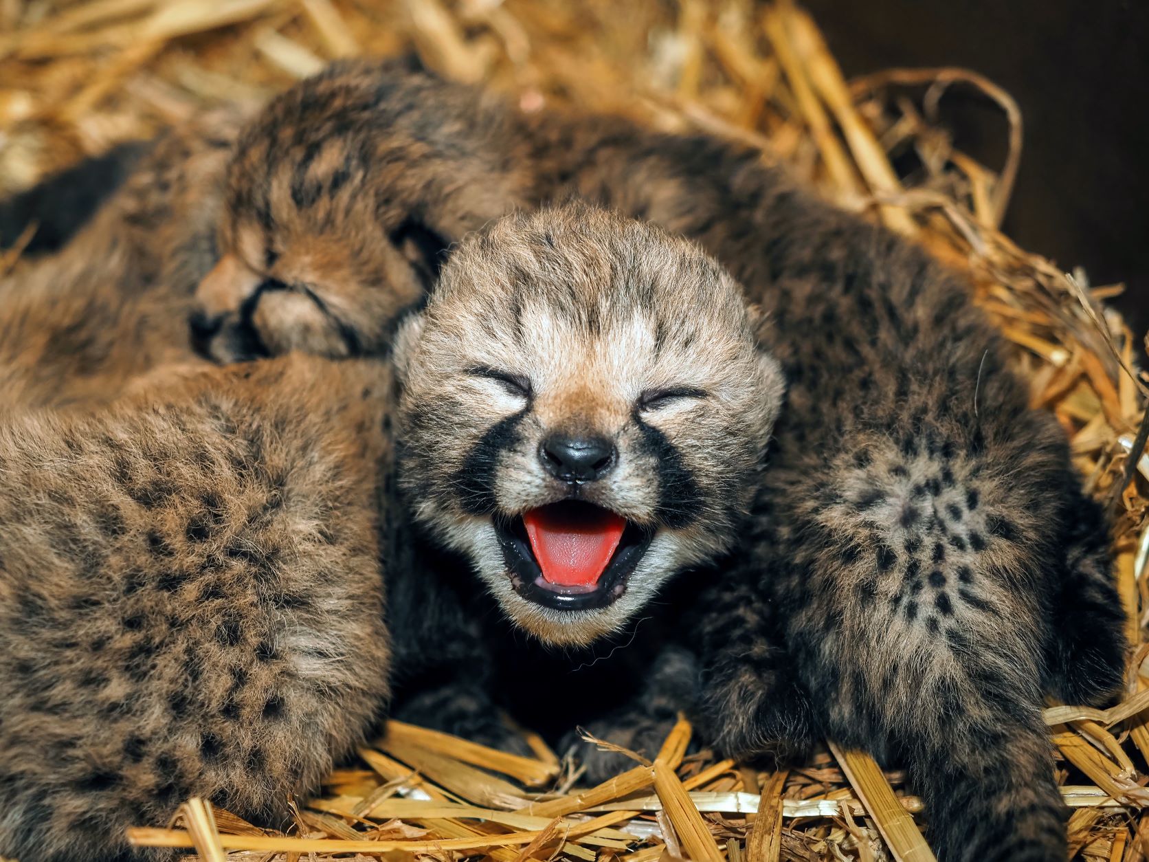 Cute Images Of Cheetahs Animal News