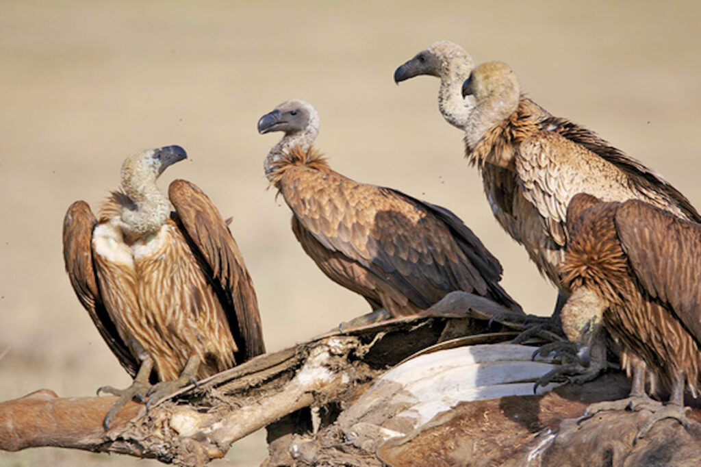 Endangered Vultures Spotted in Uttarakhand and Uttar Pradesh