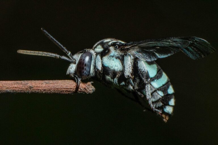 Researchers Discover a new Species of Cuckoo Bee in Kerala